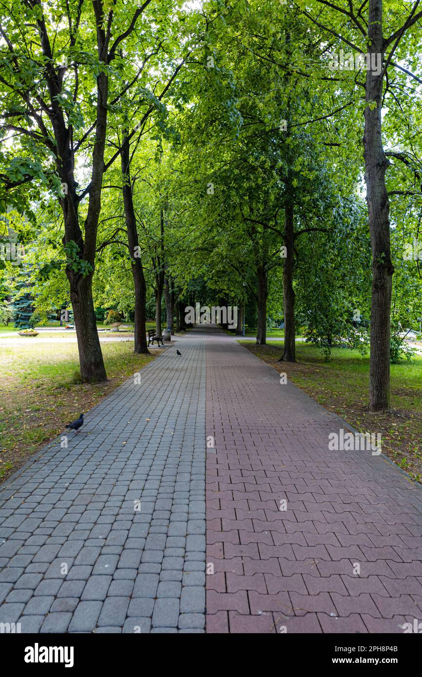 A long straight path made of cobblestones among symmetrically planted ...