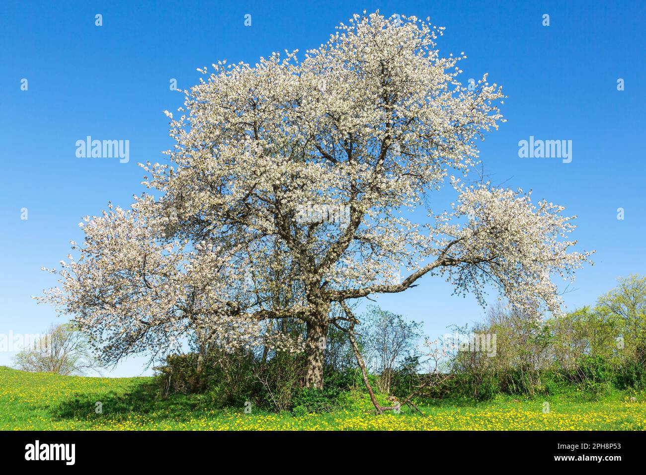 Flowering old cherry trees in spring Stock Photo - Alamy