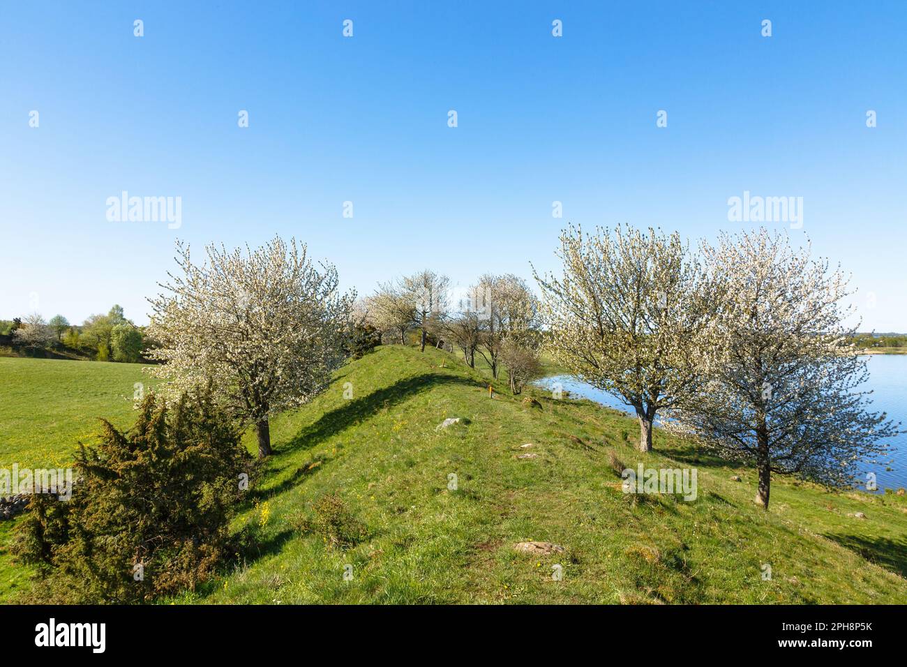Path on a esker in the spring with flowering fruit trees Stock Photo ...
