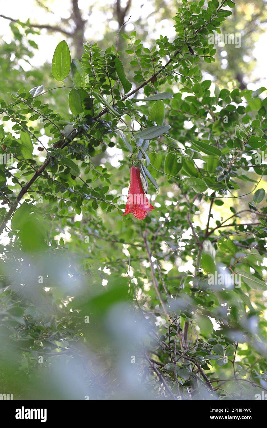A vibrant red flower blooms atop a lush vine that is surrounded by lush ...
