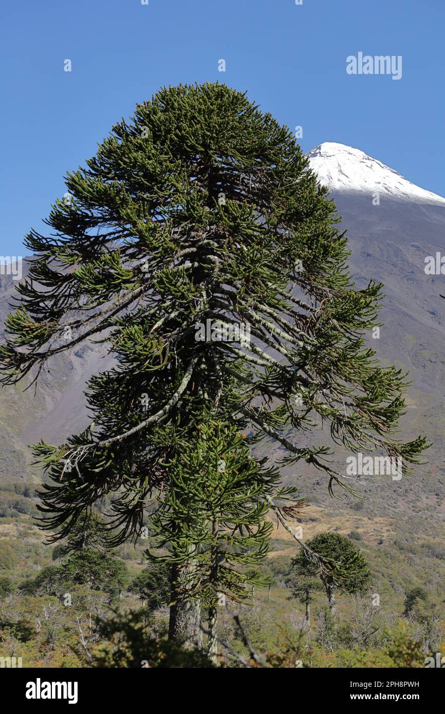 Tall coniferous tree stands hi-res stock photography and images - Alamy