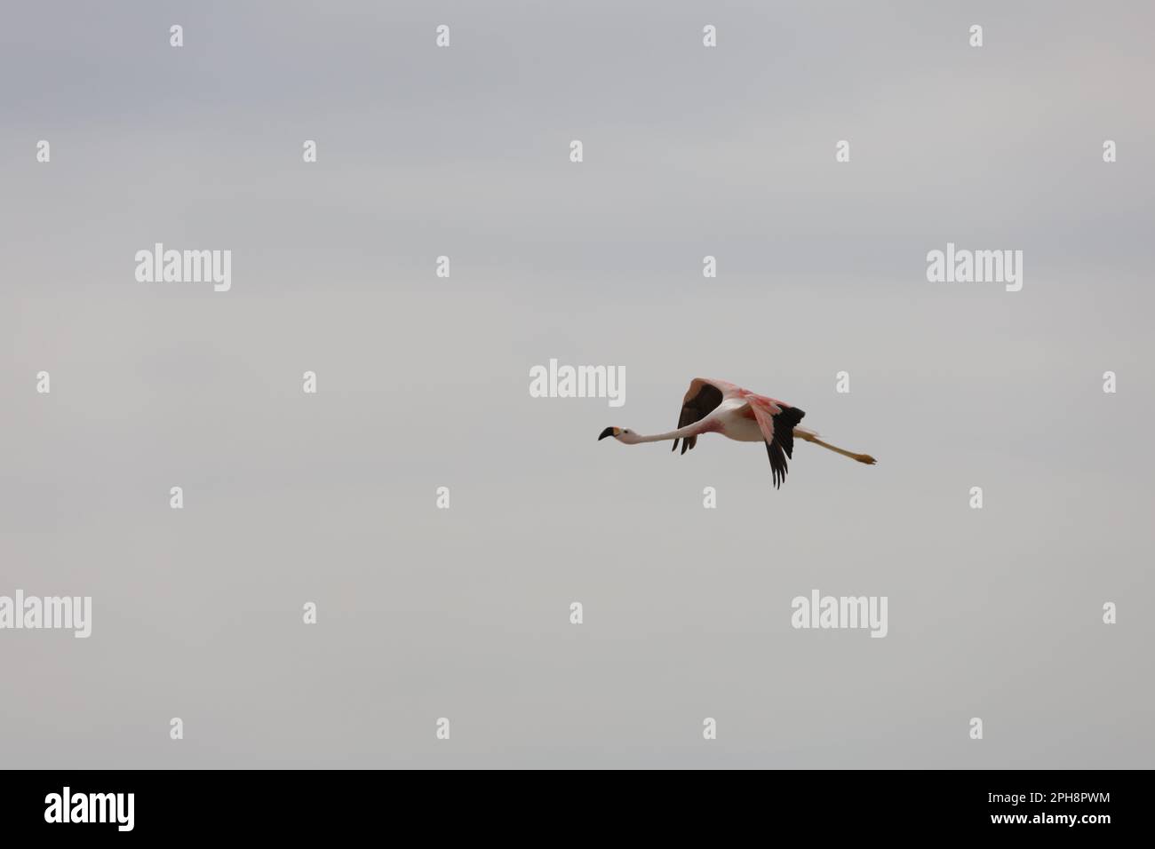 A majestic flamingo bird is soaring through the sky, its wings ...