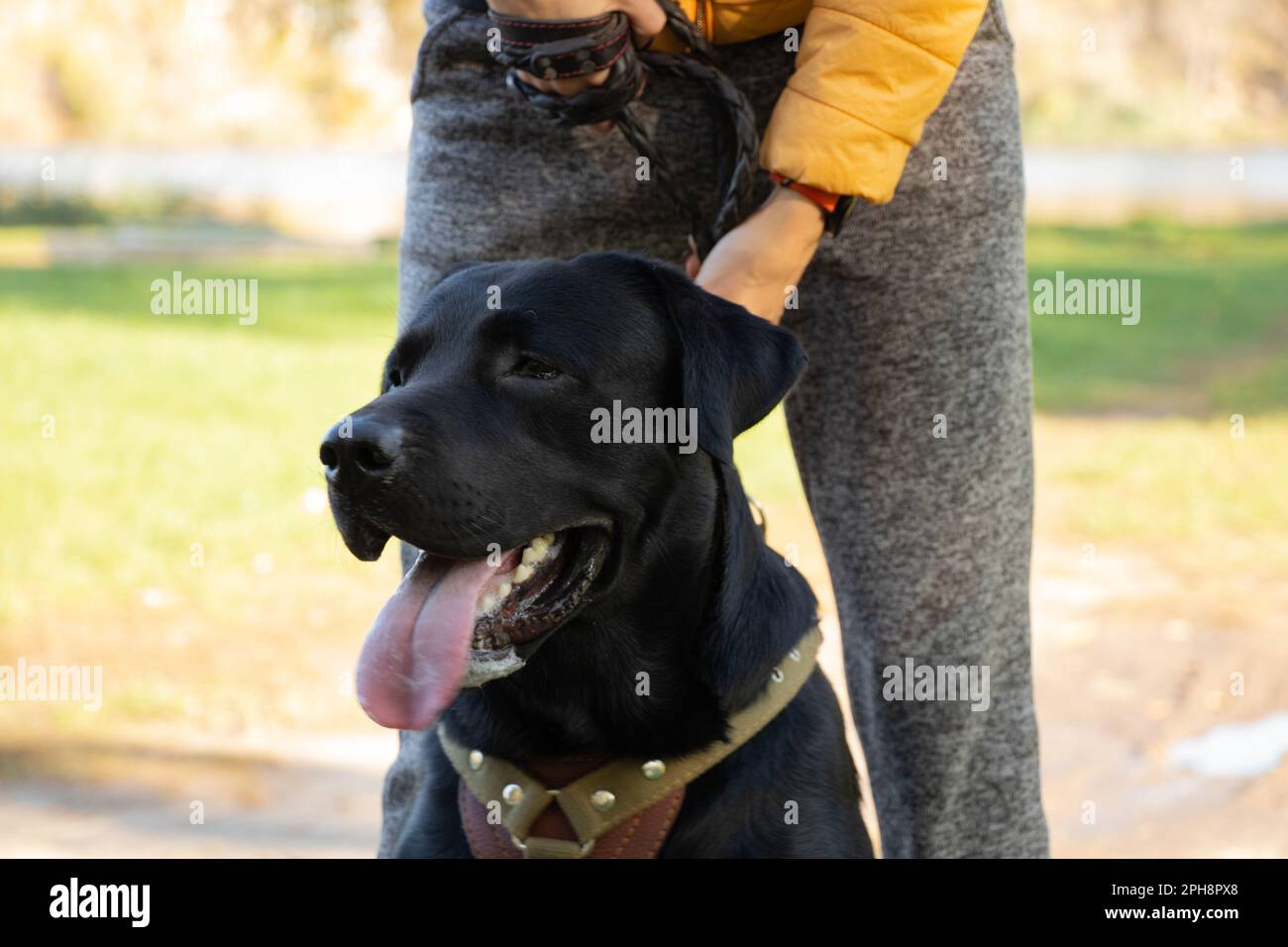 adult black labrador in parks with a man on a walk in the spring in ...