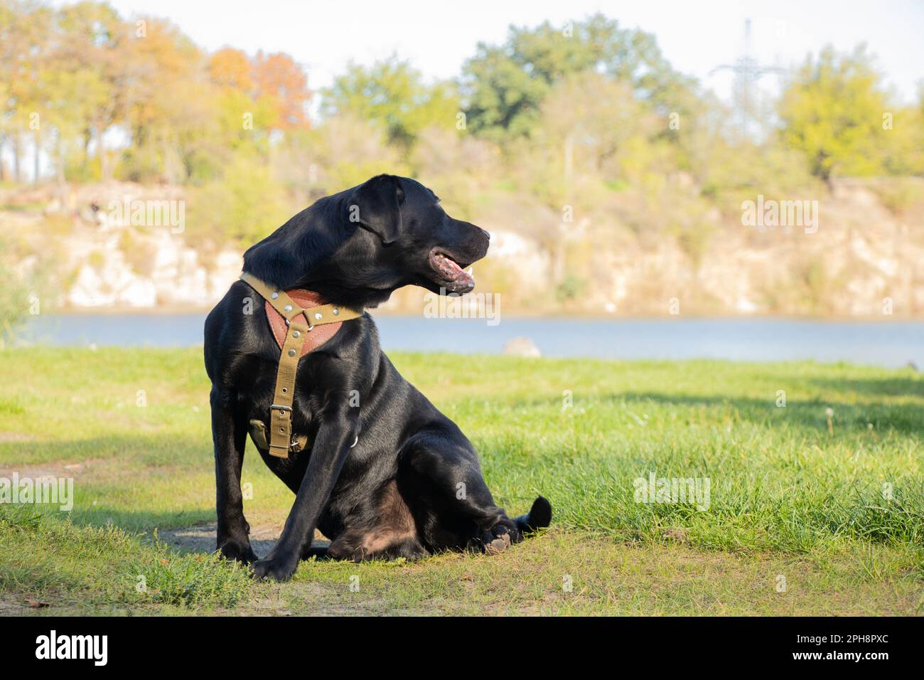adult black labrador in parks for walks in the spring in ukraine during ...