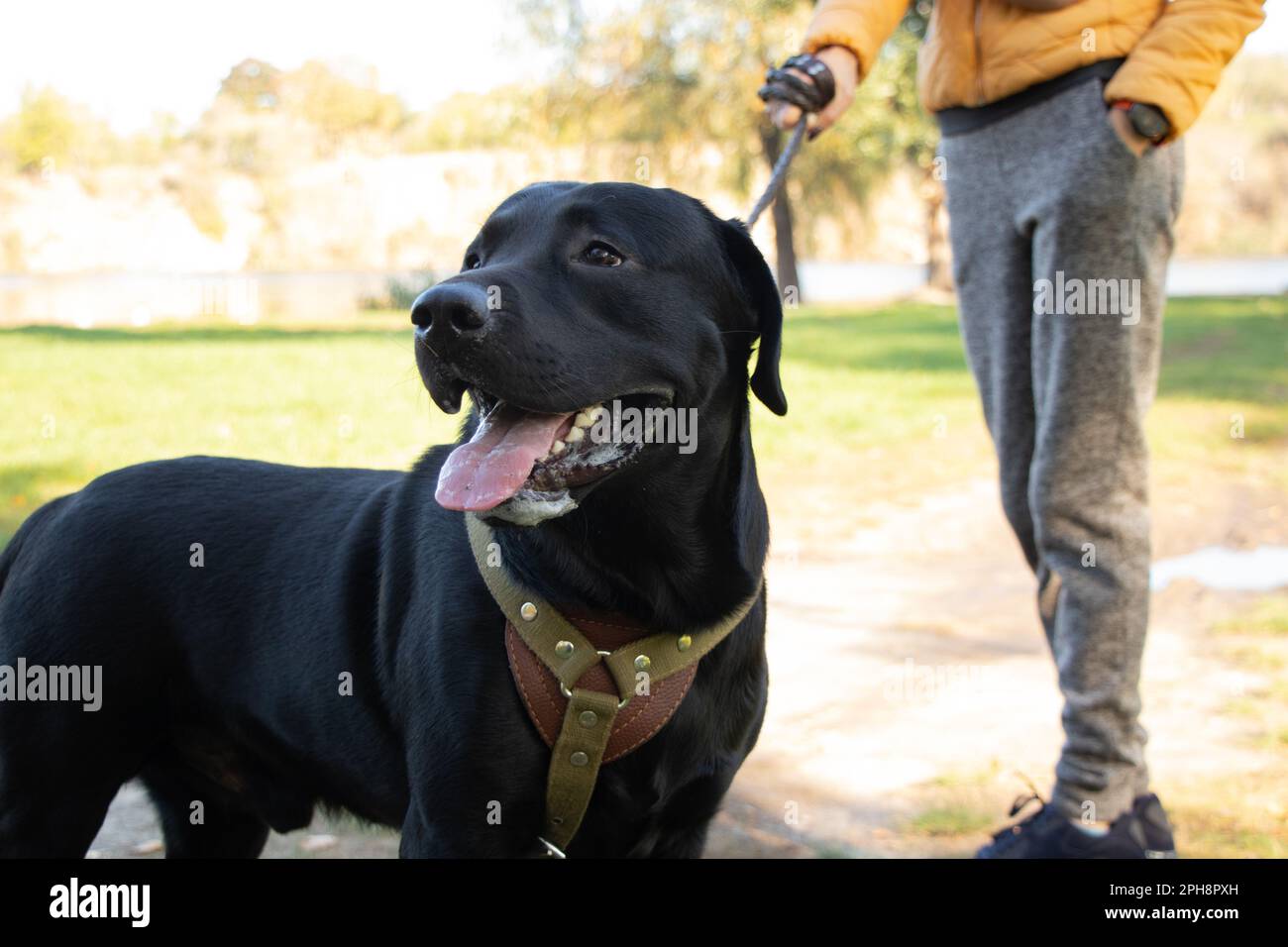 Man with black labrador hi-res stock photography and images - Alamy