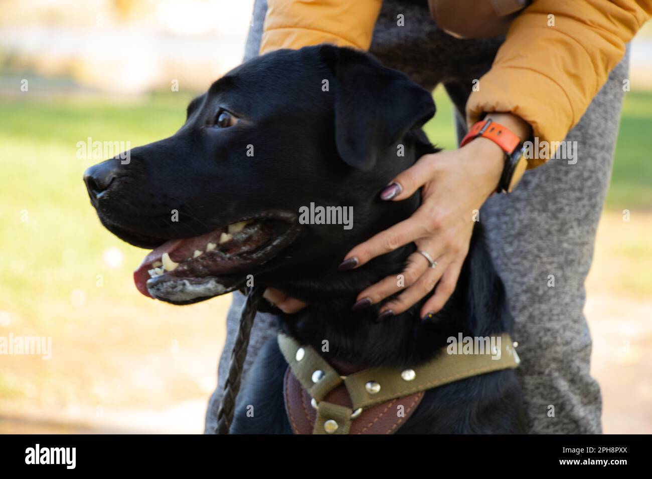adult black labrador in parks with a man on a walk in the spring in ...