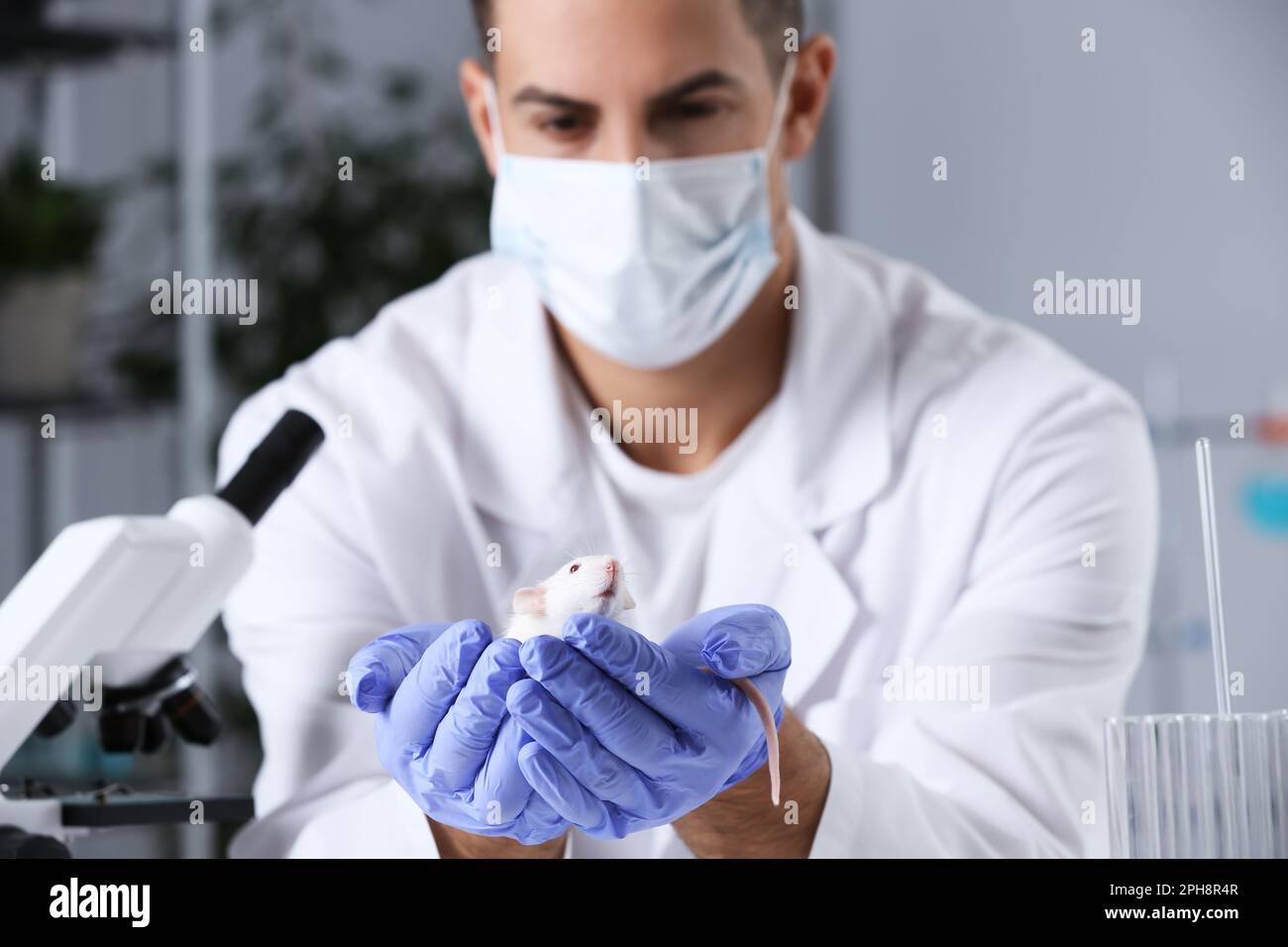 Scientist with rat in chemical laboratory, focus on rodent. Animal ...