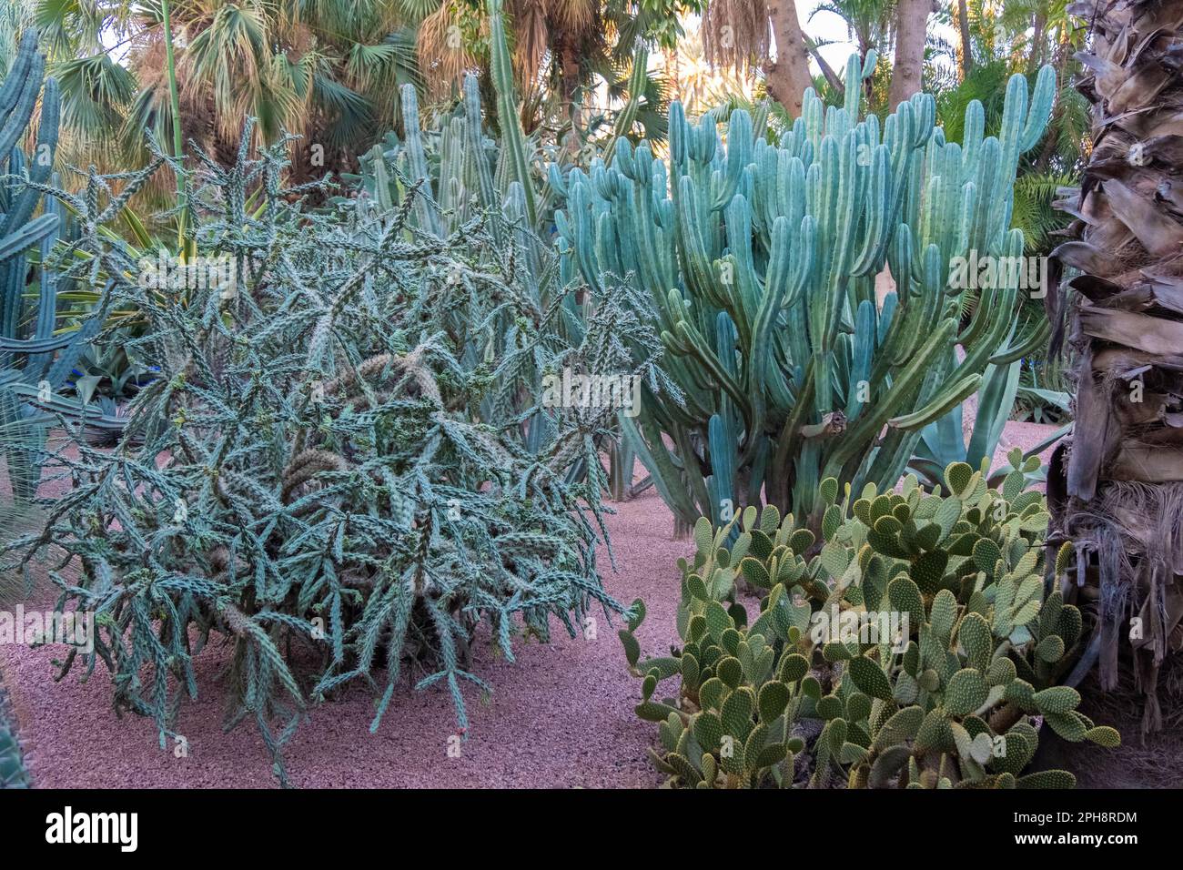 An abundance of exotic and rare cactus varieties in this stunning ...