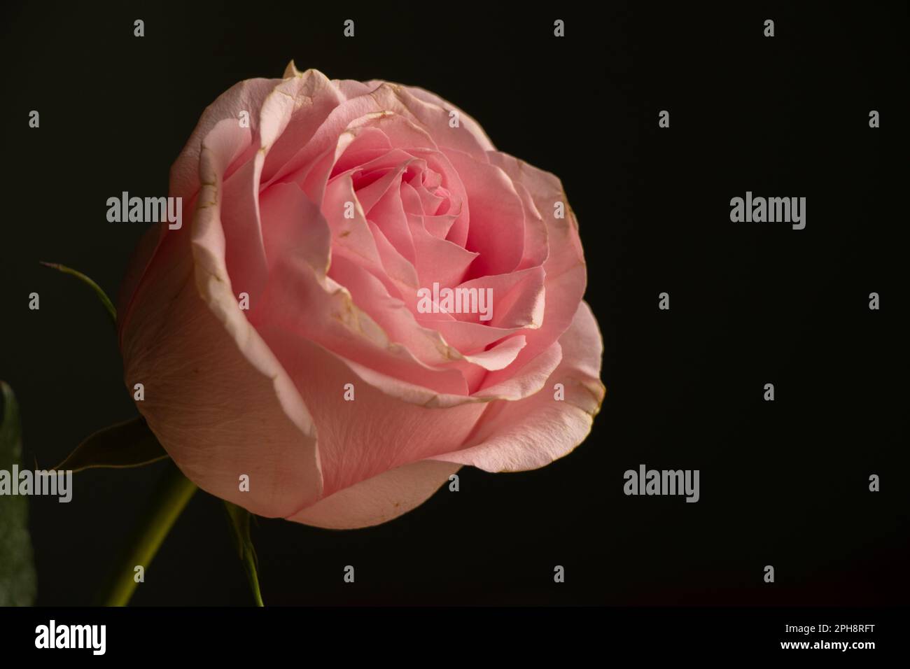 Rose stands hi-res stock photography and images - Alamy