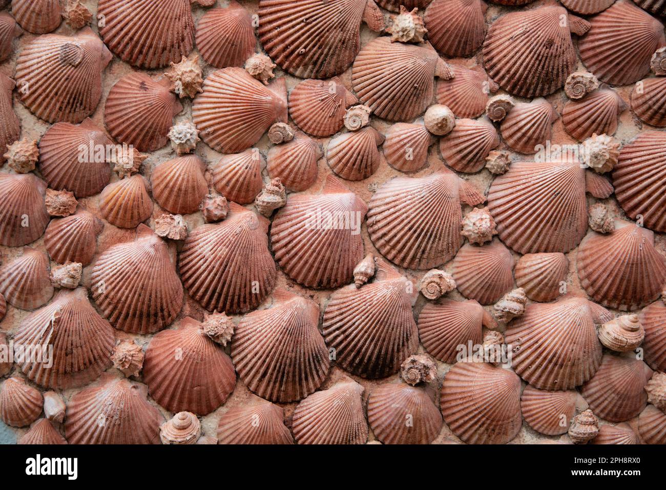 Shells wall construction pink scallop shell for background texture ...
