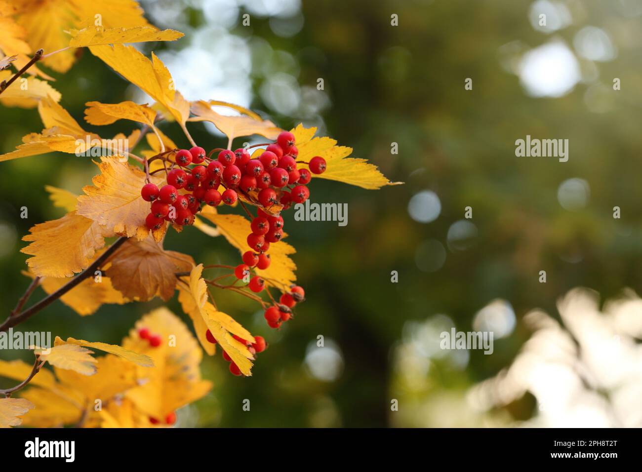 Rowan tree branch with red berries outdoors, space for text Stock Photo ...