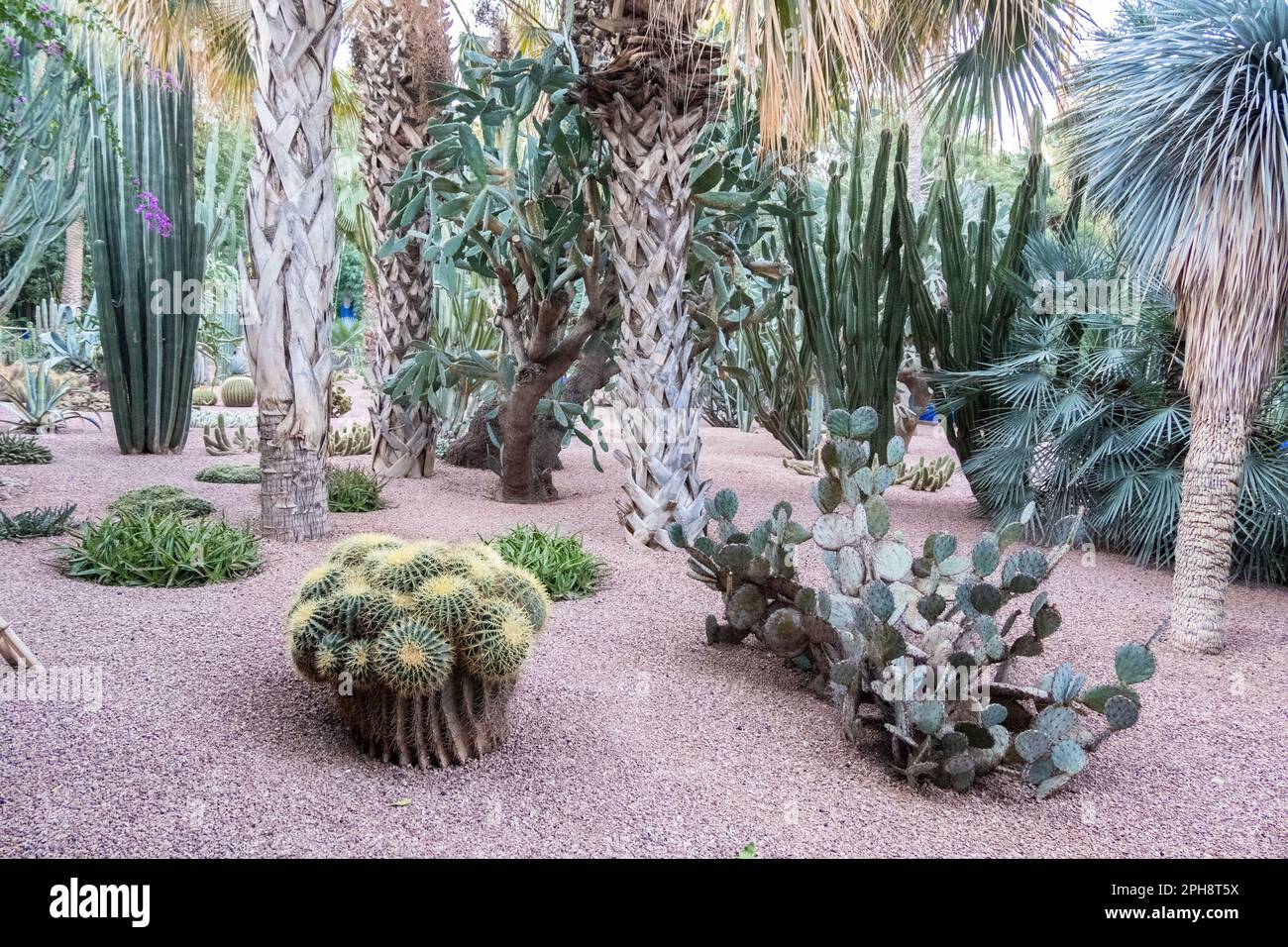 Discover the unique and fascinating world of cacti in this botanical ...