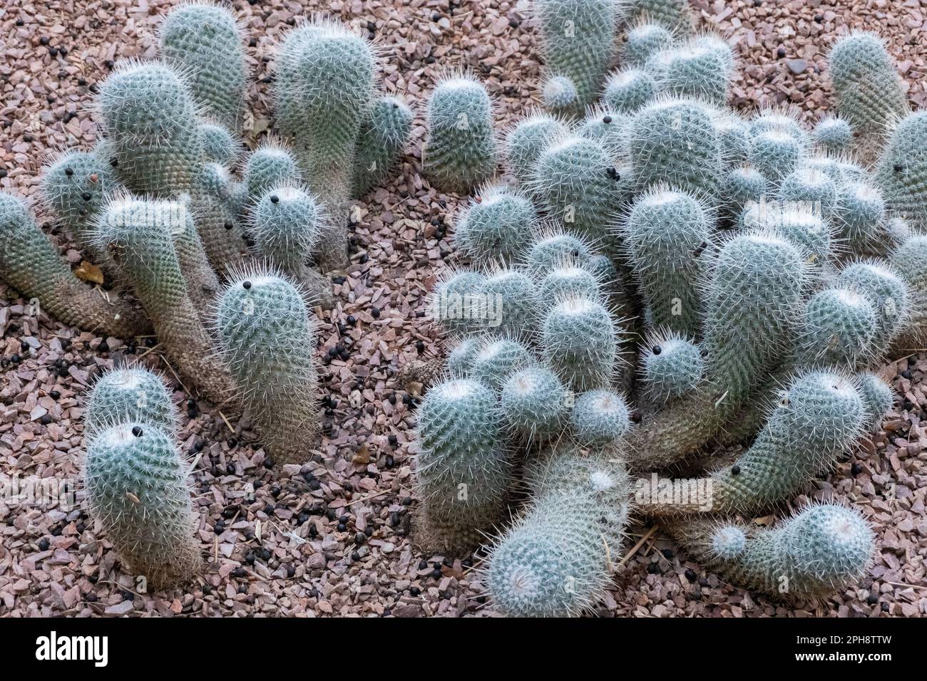 the beauty of a desert oasis in this stunning cactus garden Stock Photo ...