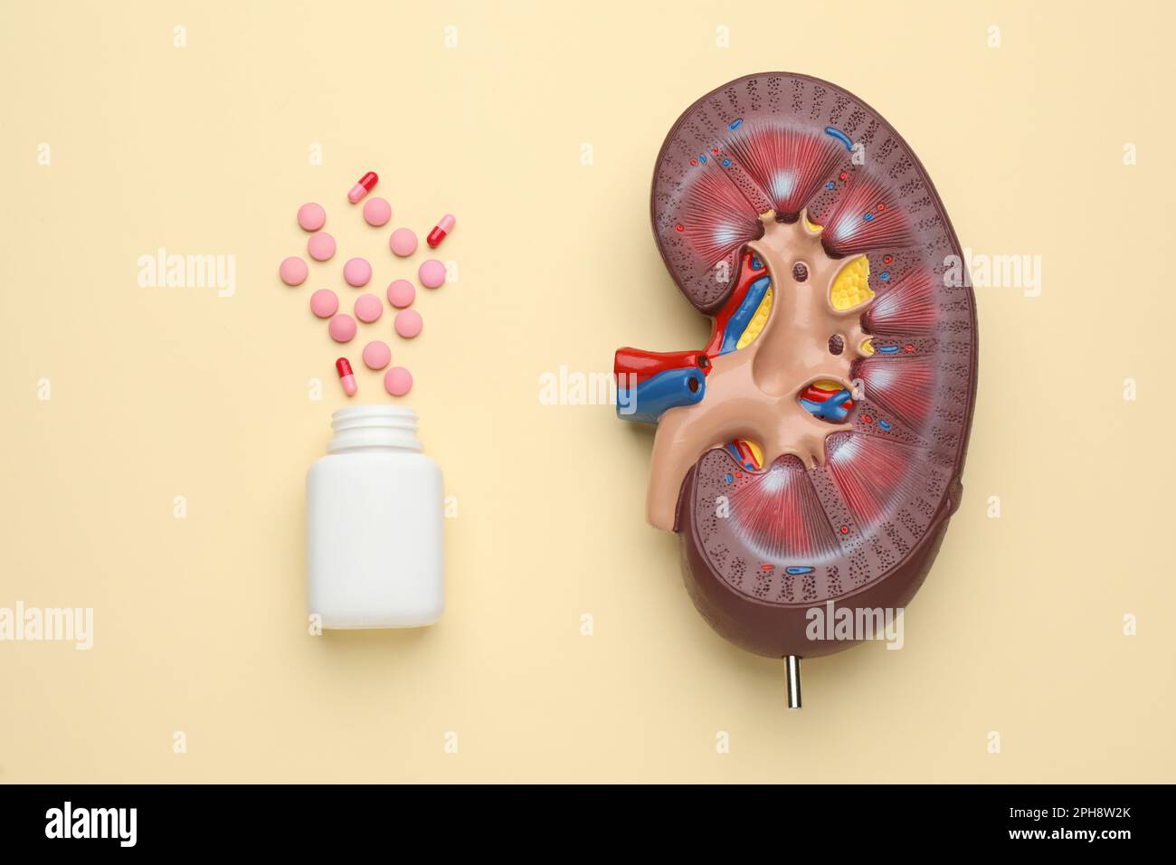 Kidney model and jar with pills on beige background, flat lay Stock ...