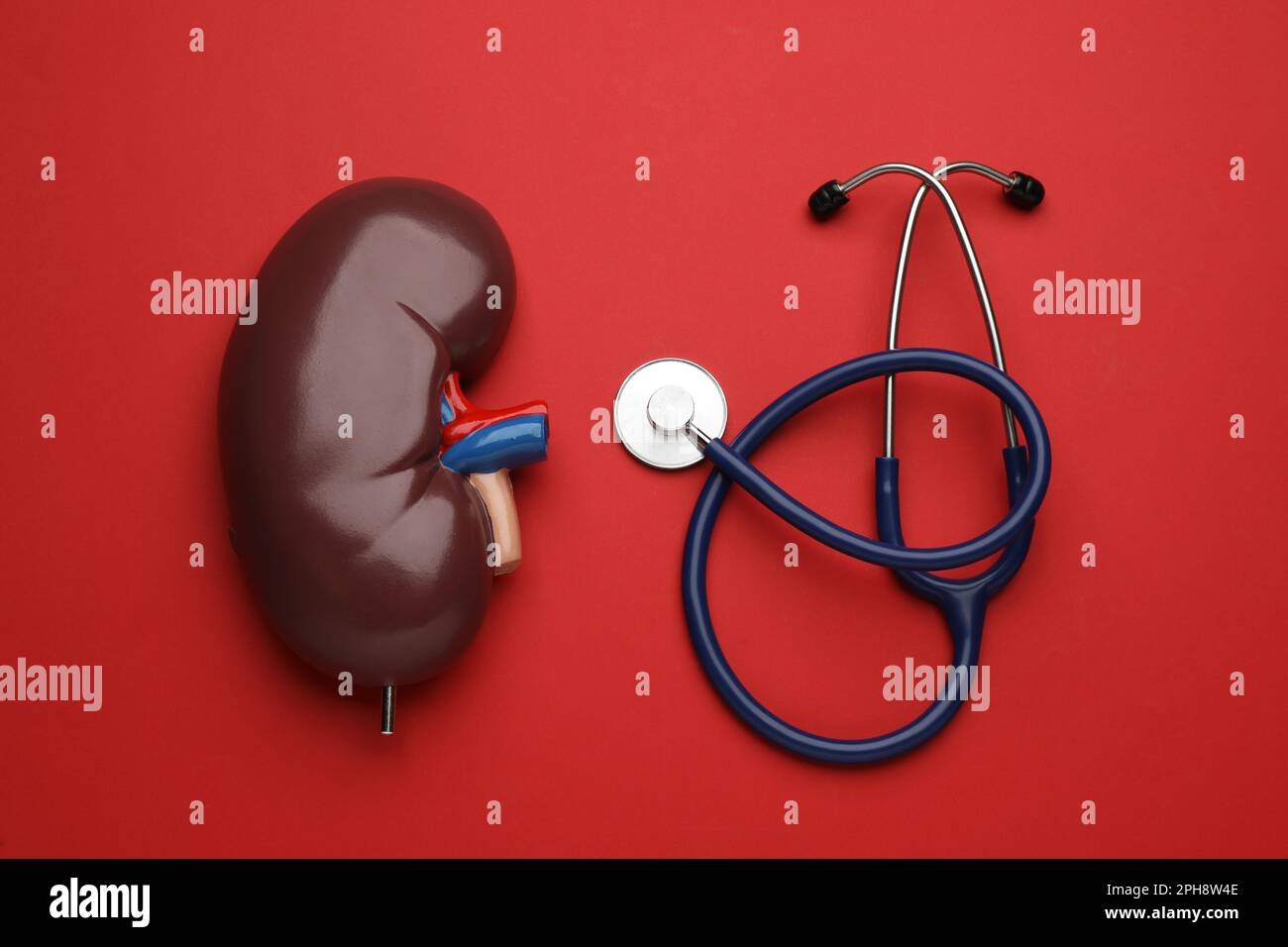 Kidney model and stethoscope on red background, flat lay Stock Photo ...