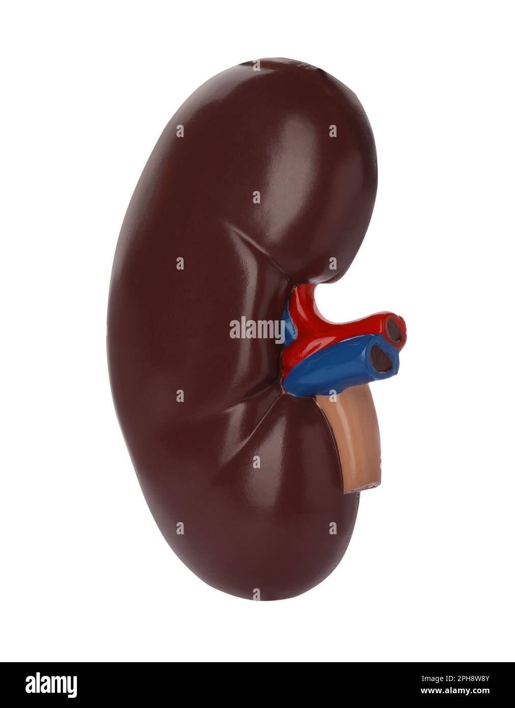 Educational plastic kidney model on white background Stock Photo - Alamy