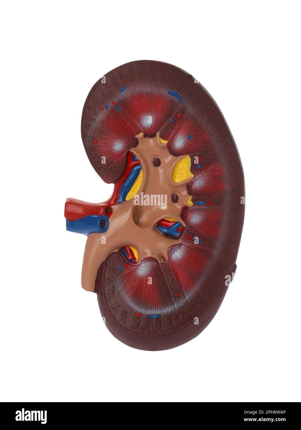 Educational plastic kidney model on white background Stock Photo - Alamy