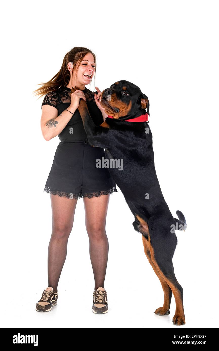 purebred rottweiler and woman in front of white background Stock Photo ...