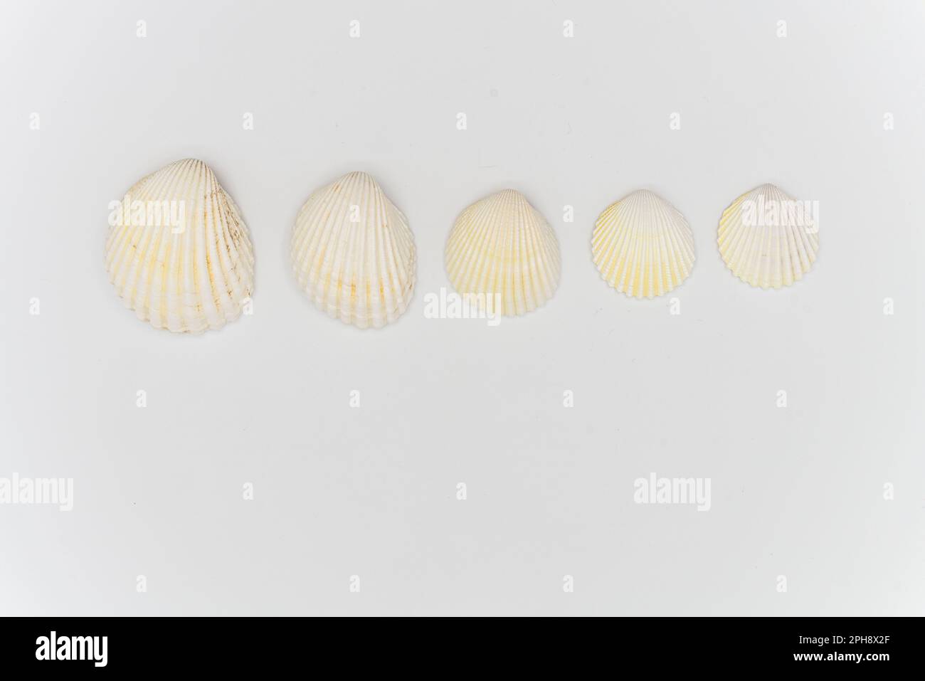Isolated shells with white Background Stock Photo - Alamy