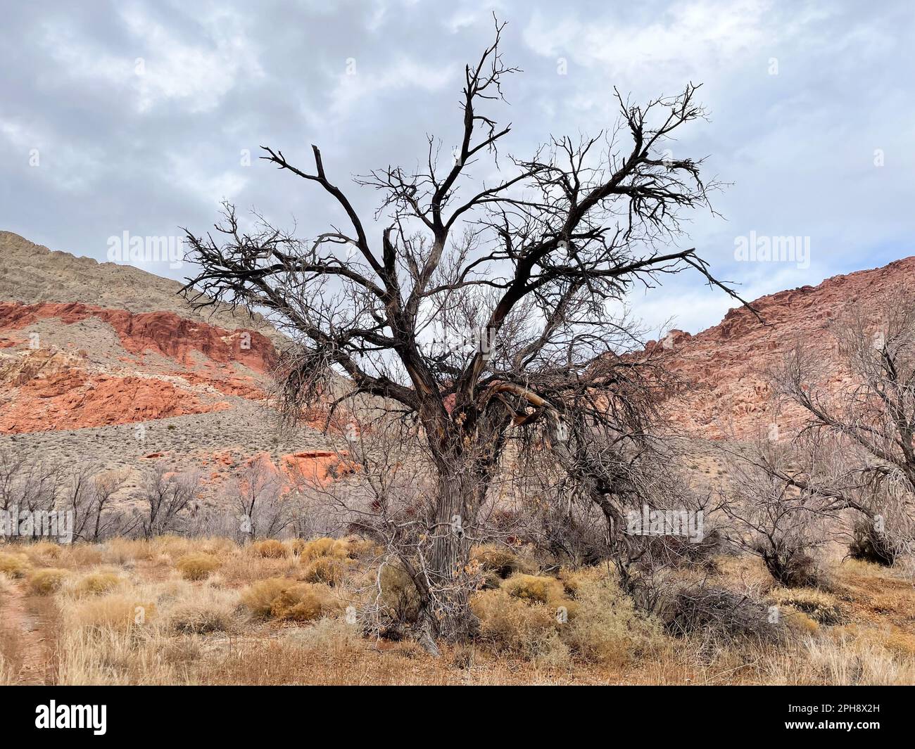 Barren dry tree stands hi-res stock photography and images - Alamy