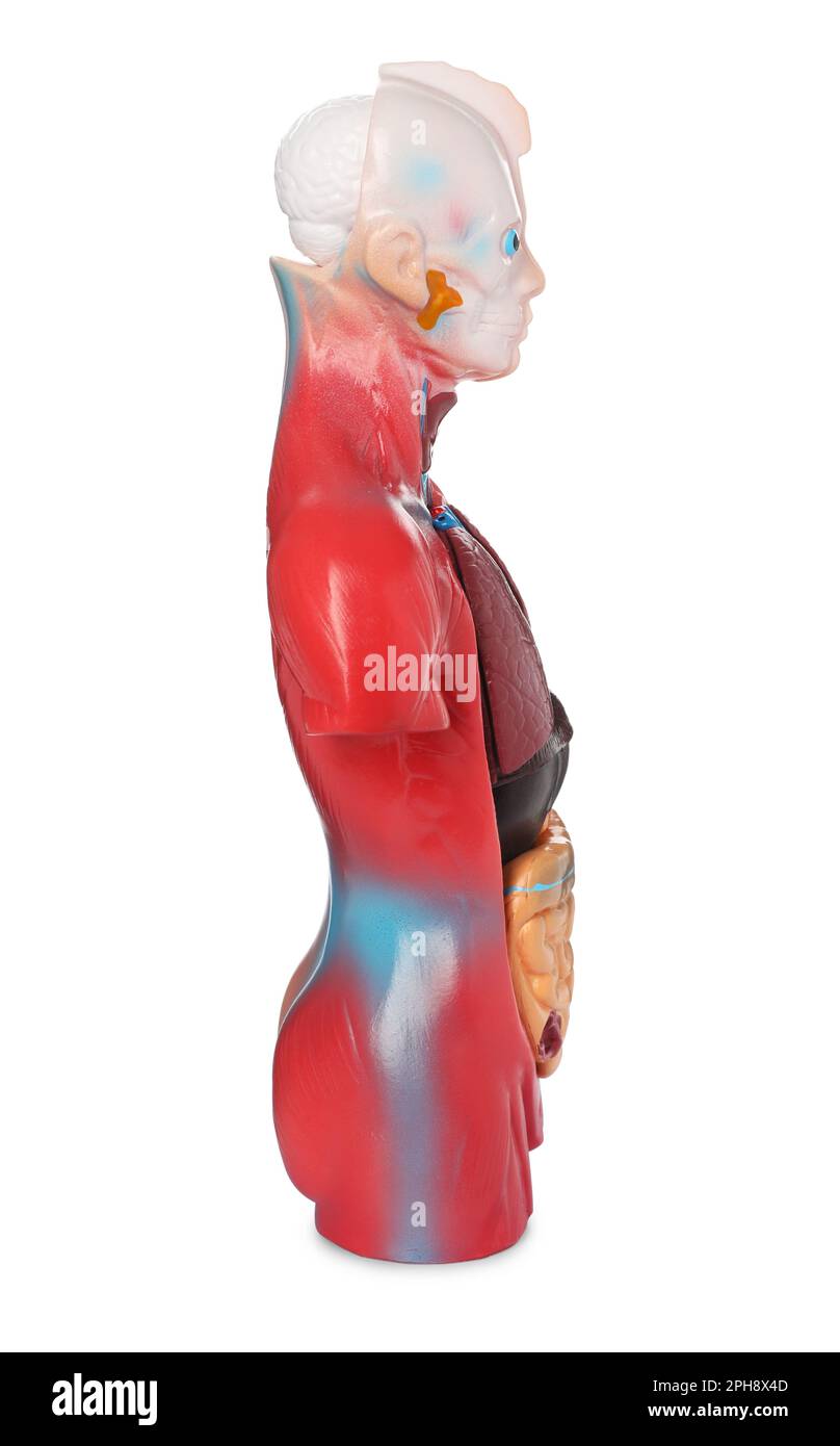 Human anatomy mannequin showing internal organs isolated on white Stock ... Human anatomy mannequin showing internal organs isolated on white Stock ...