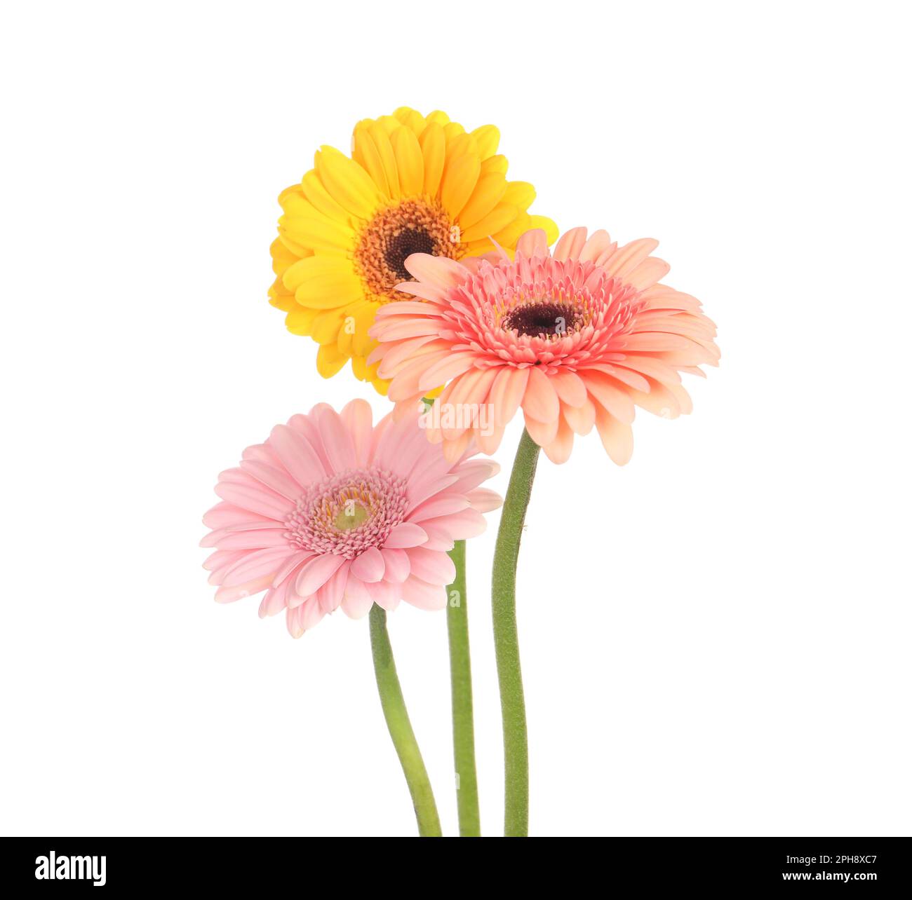 Gerbera White Background
