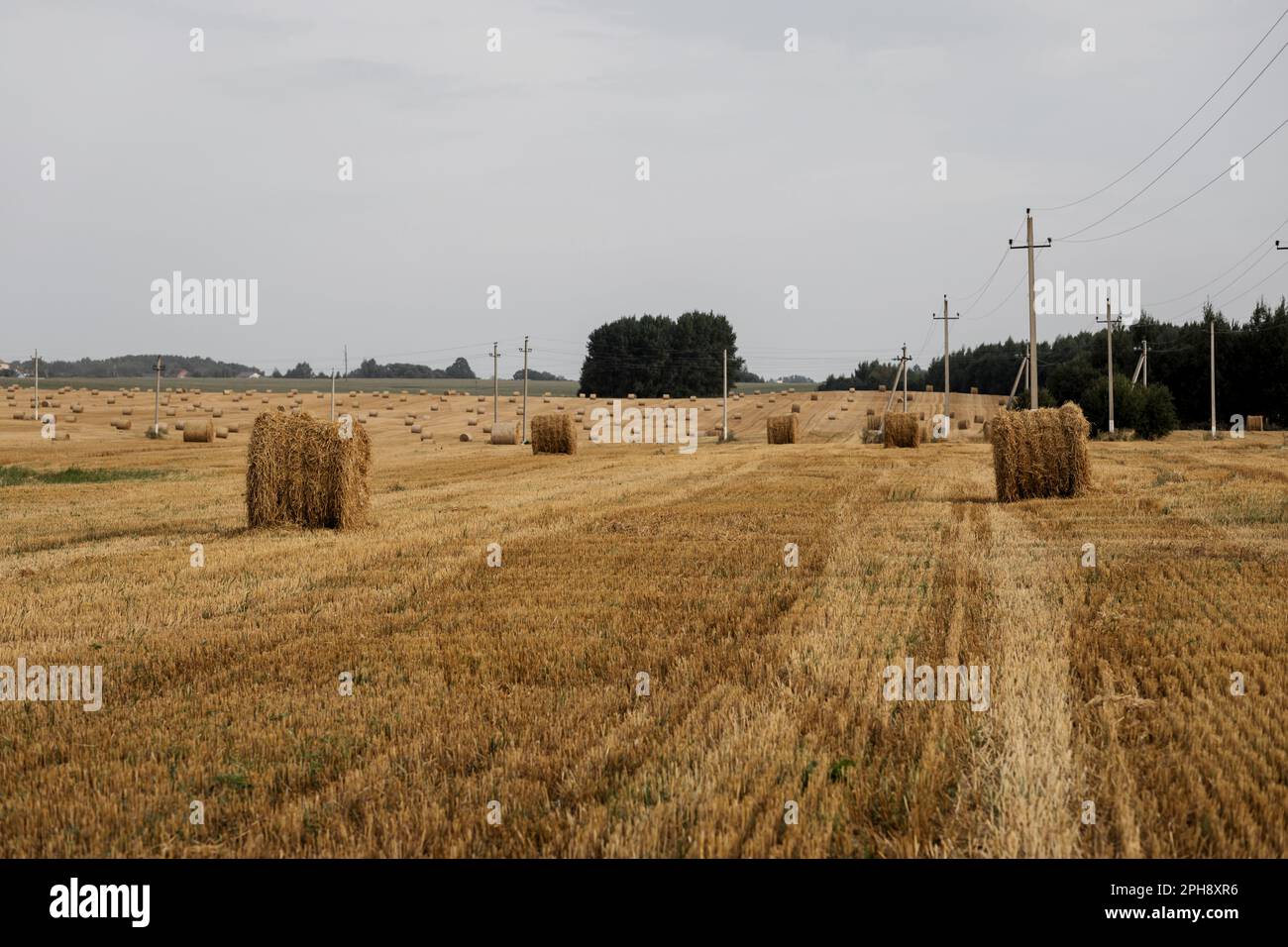 Field with straw bales after harvest. Rural scenery of straw stacks ...