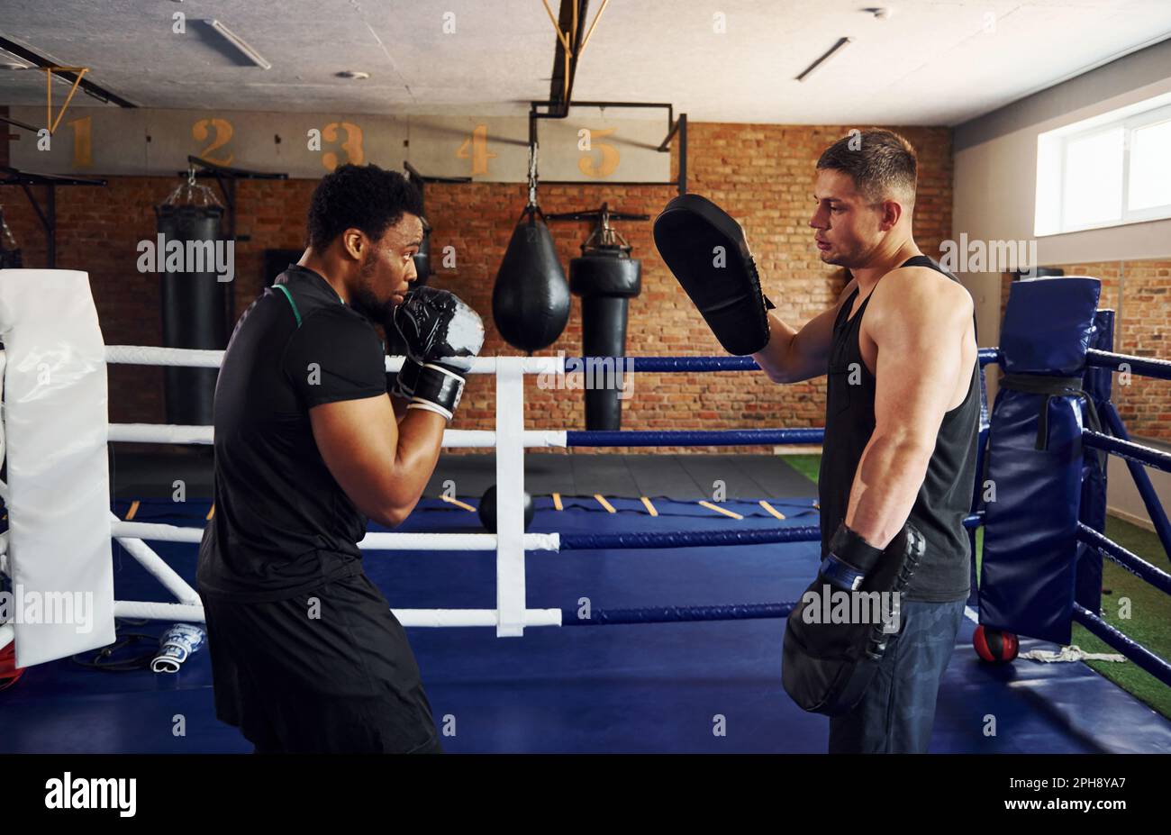 Having boxing practive. African american man with white guy have ...