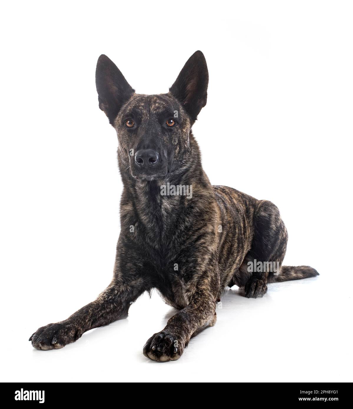 Dutch Shepherd in front of white background Stock Photo - Alamy