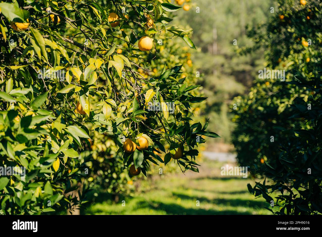 Oranges orchard with fresh organic juicy ripe citrus fruits hanging ...