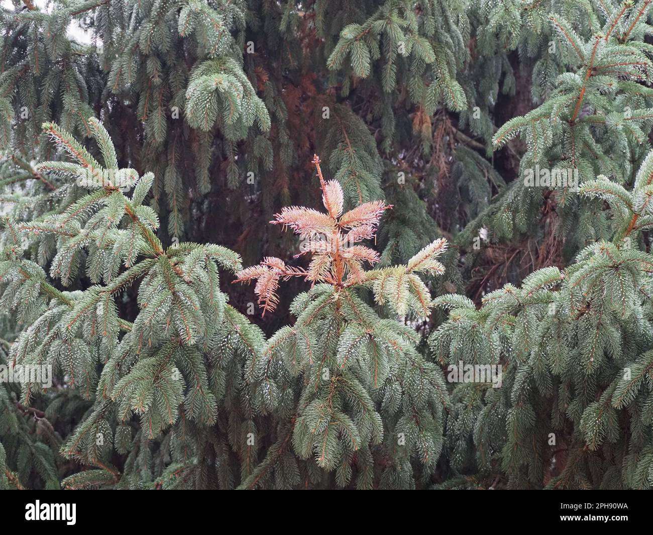 fir tree scientific classification Abies dieback damage Stock Photo - Alamy