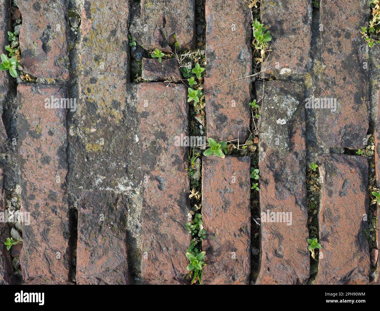 Grass growing over hi-res stock photography and images - Alamy