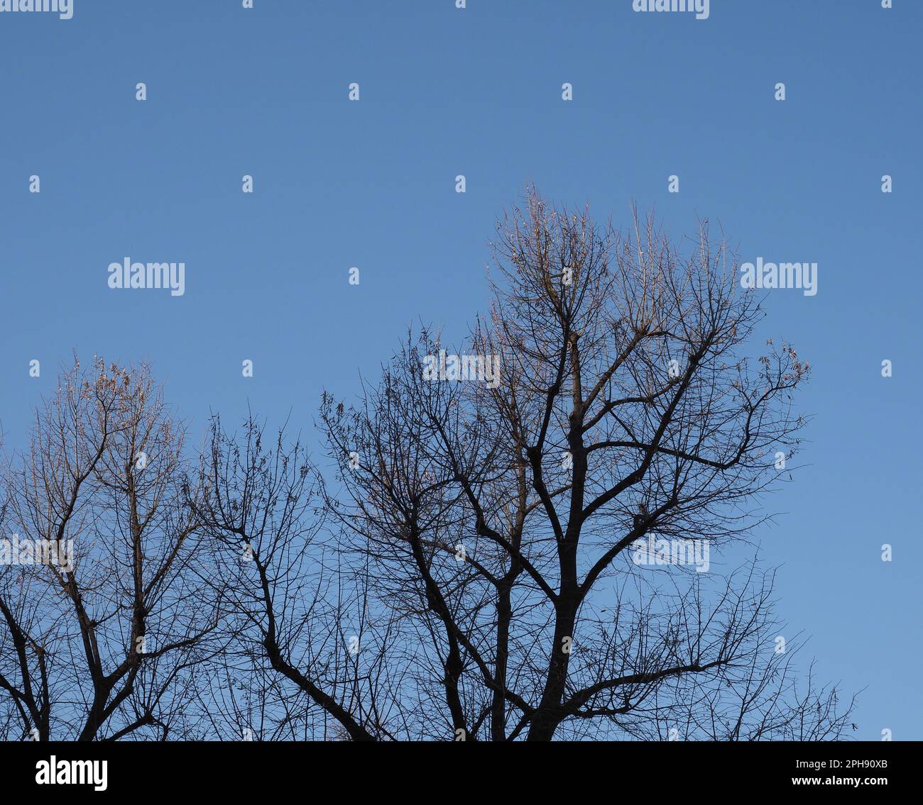 winter tree tops over blue sky background Stock Photo - Alamy