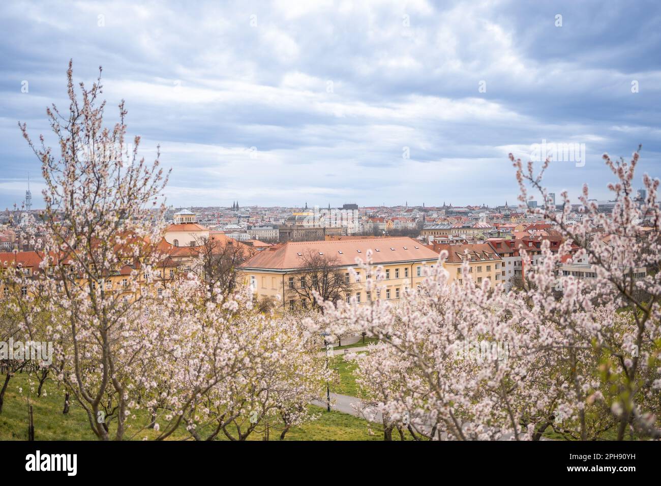 Blooming branches covered flowers, picturesque cityscape Prague in ...