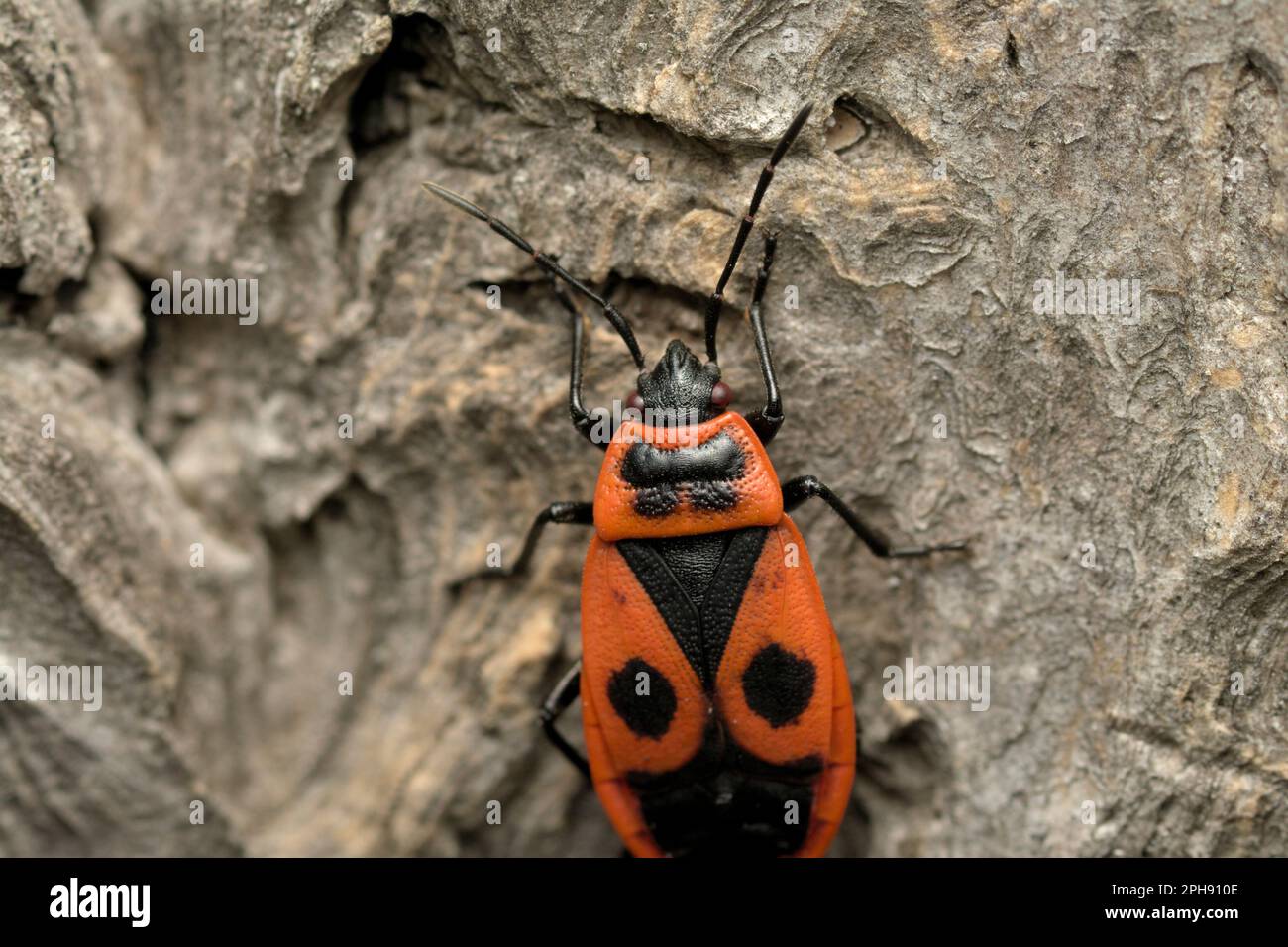 Closeup of a single Firebug (Pyrrhocoris apterus) crawling on a tree ...