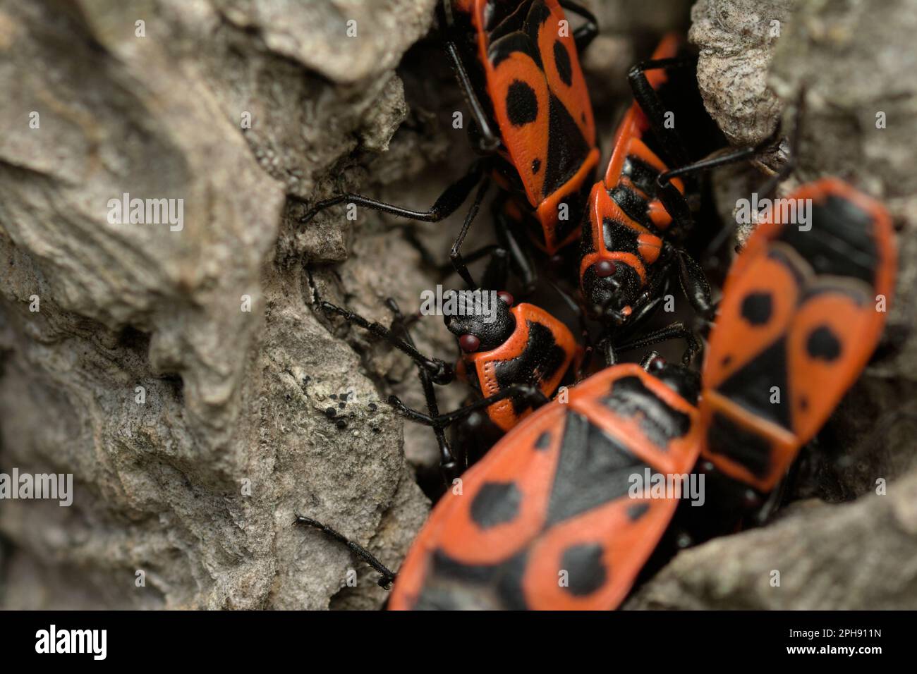 Closeup of a group of firebugs (Pyrrhocoris apterus) crawling in a tree ...