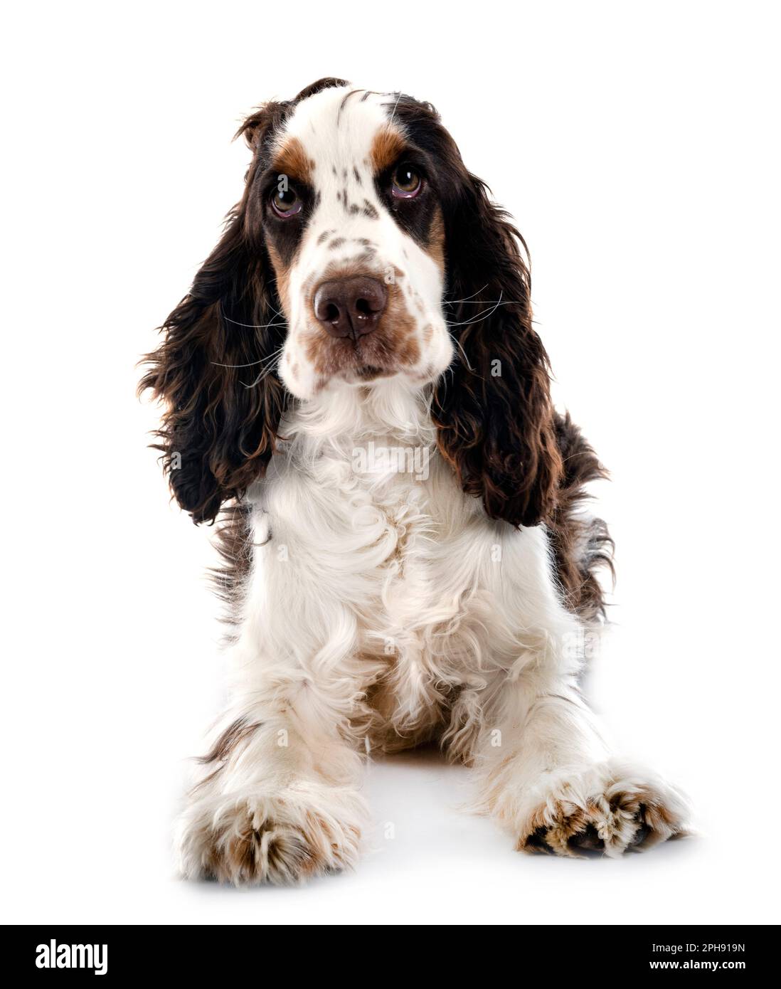 English Cocker Spaniel in front of white background Stock Photo - Alamy
