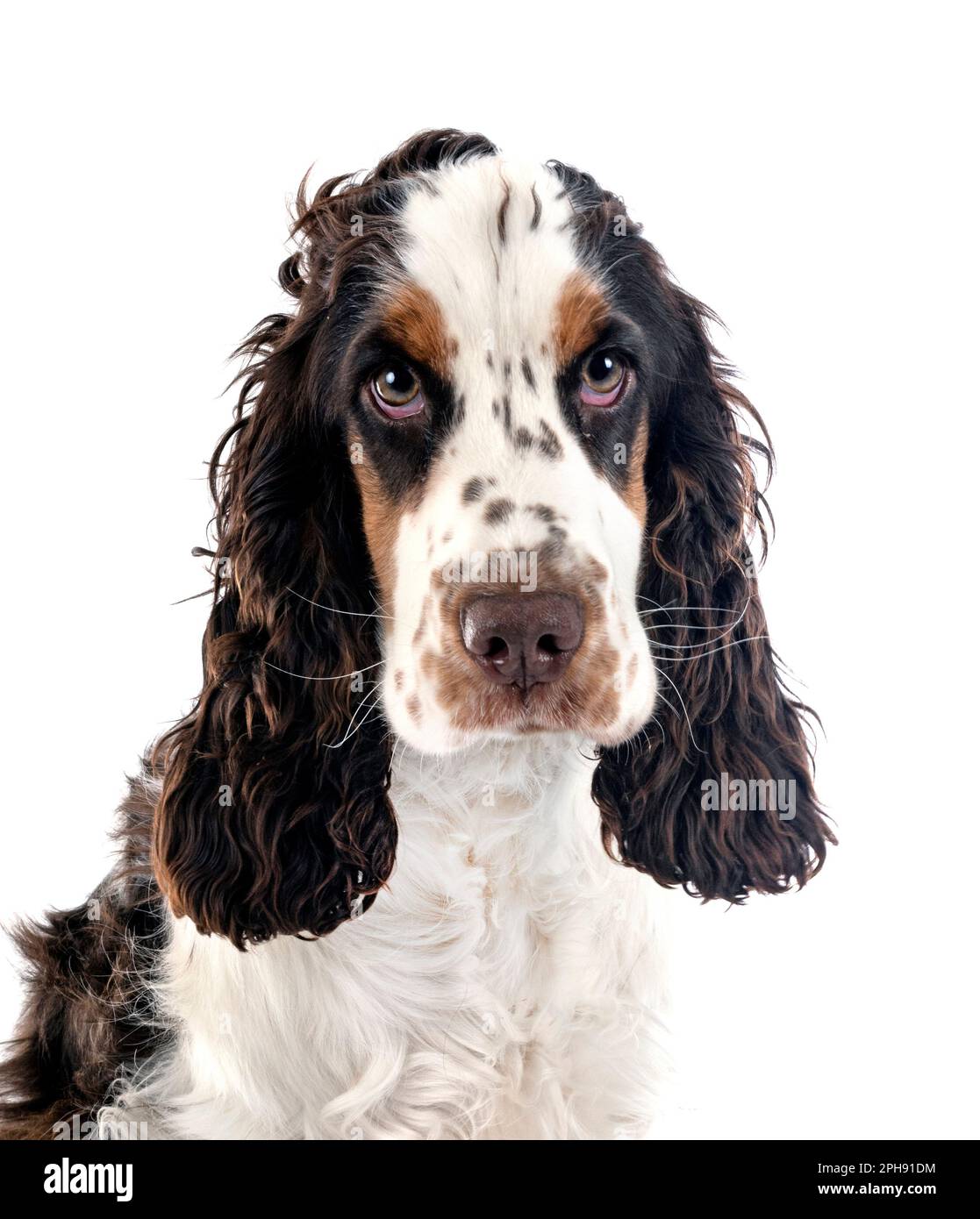 English Cocker Spaniel in front of white background Stock Photo - Alamy