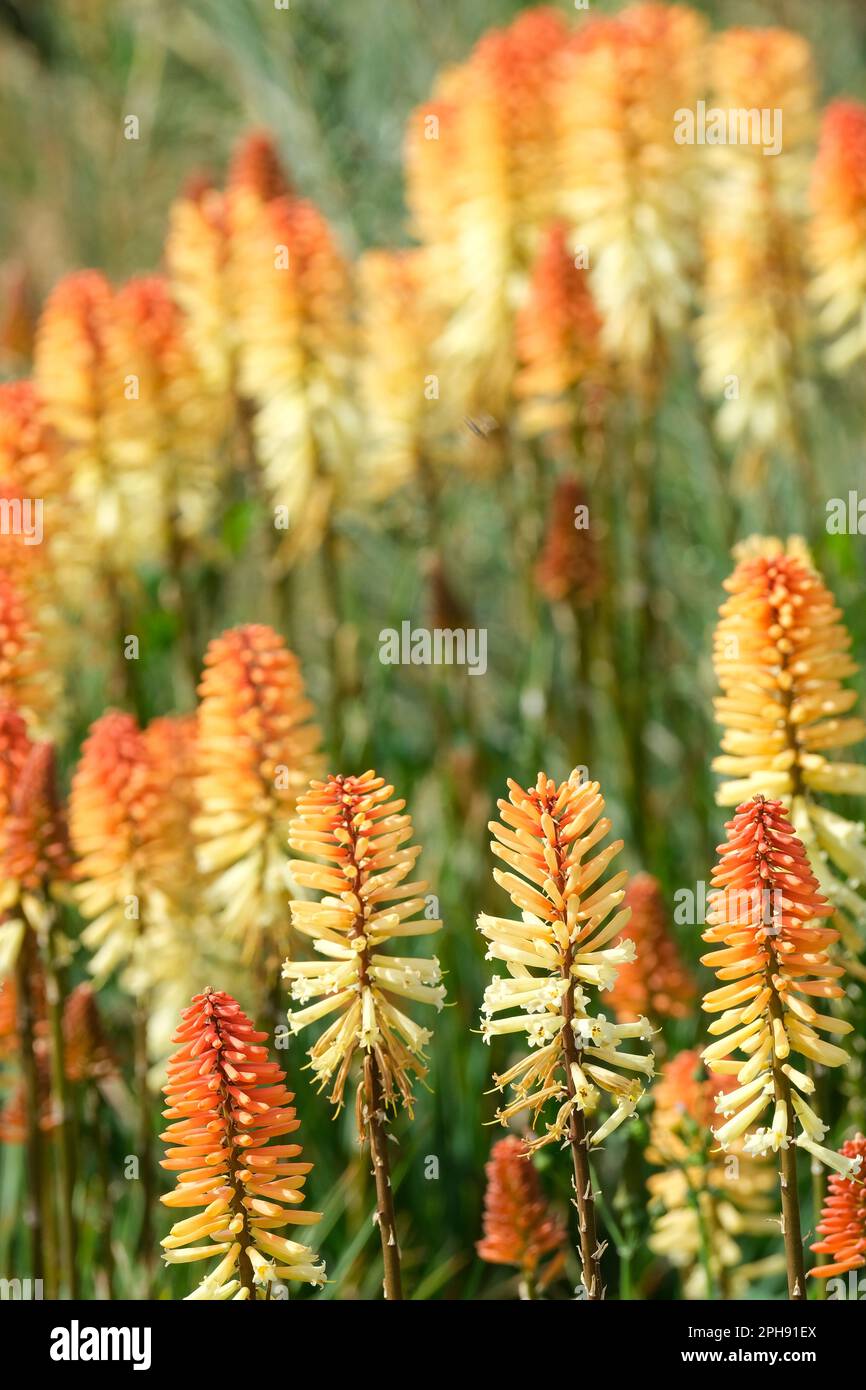 Kniphofia Tawny King, red-hot poker Tawny King, bronzed stems, terminal ...