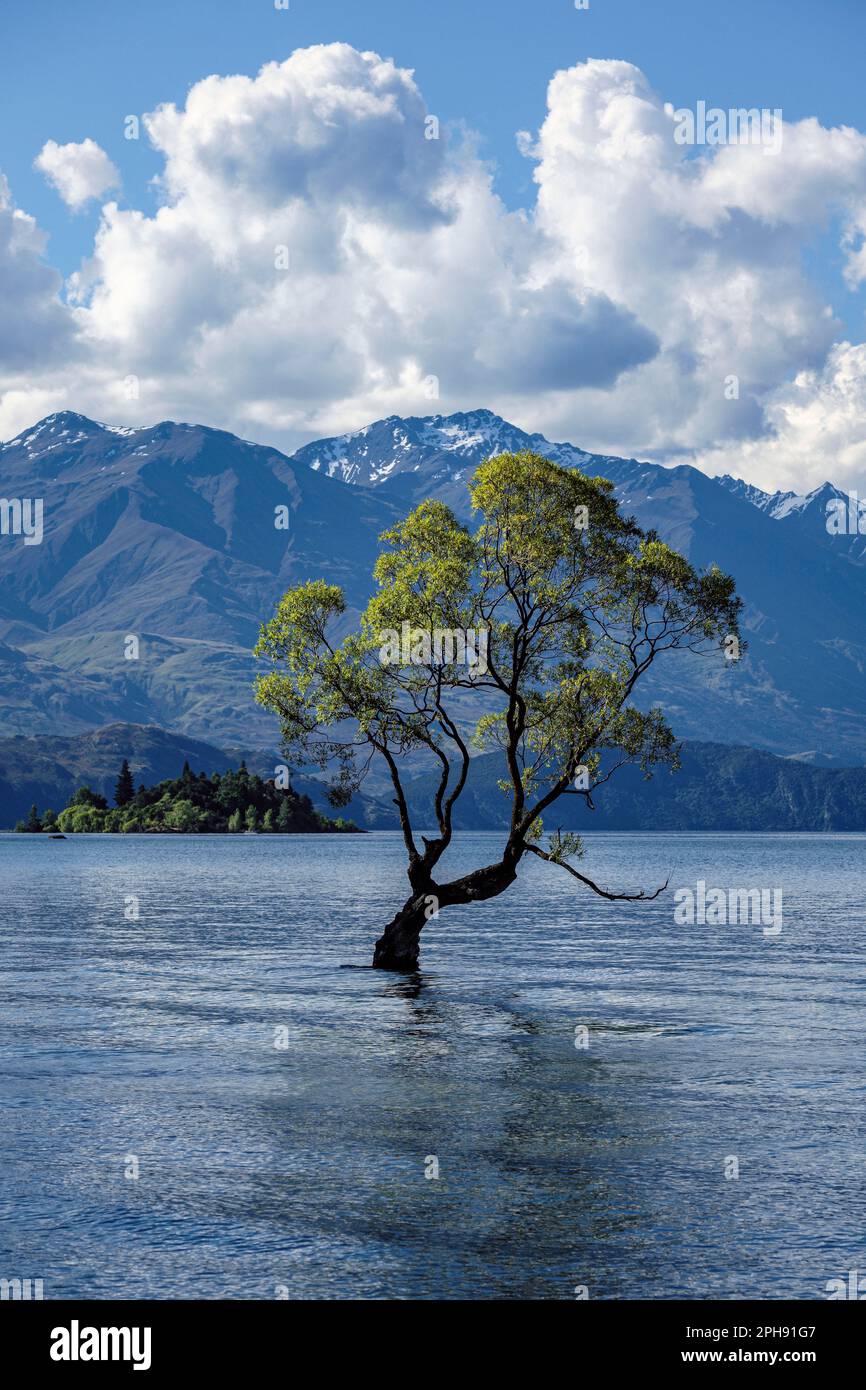 The 'Wanaka Willow', Lake Wanaka, South Island, New Zealand Stock Photo ...