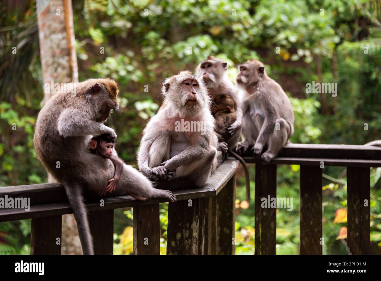 Group of wild monkeys in tropical rainforest in Asia Stock Photo - Alamy