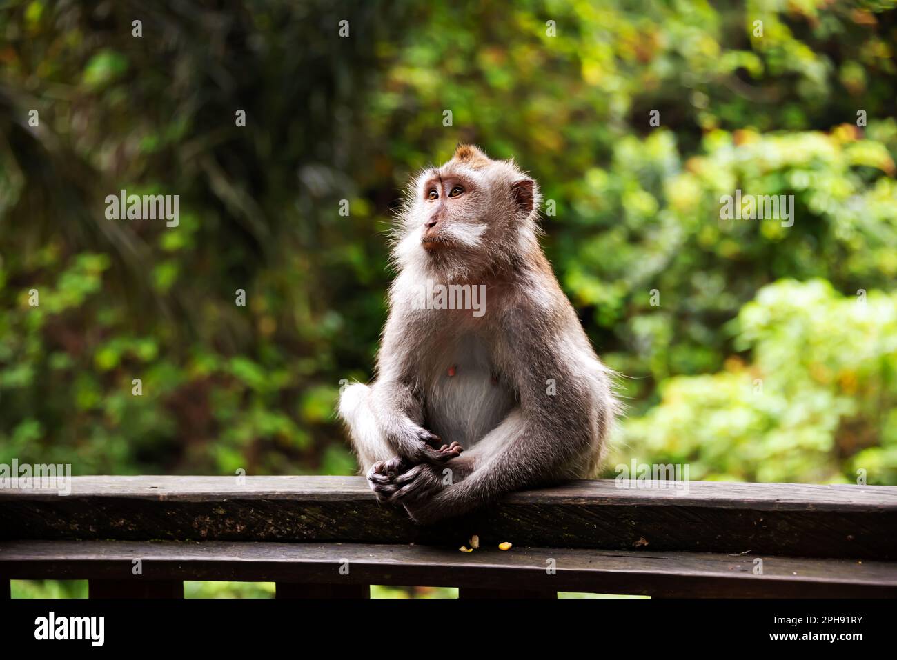 Group of wild monkeys in tropical rainforest in Asia Stock Photo - Alamy