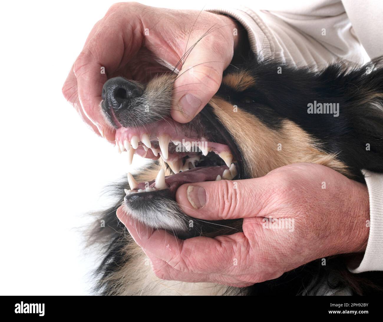 teeth of rough collie in front of white background Stock Photo - Alamy