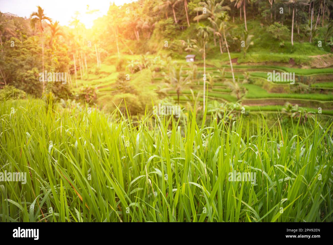 Lush rice fields on Bali island, Indonesia Stock Photo - Alamy