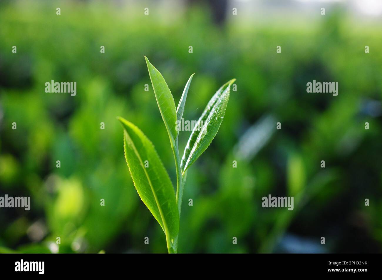Four tea leaves hi-res stock photography and images - Alamy