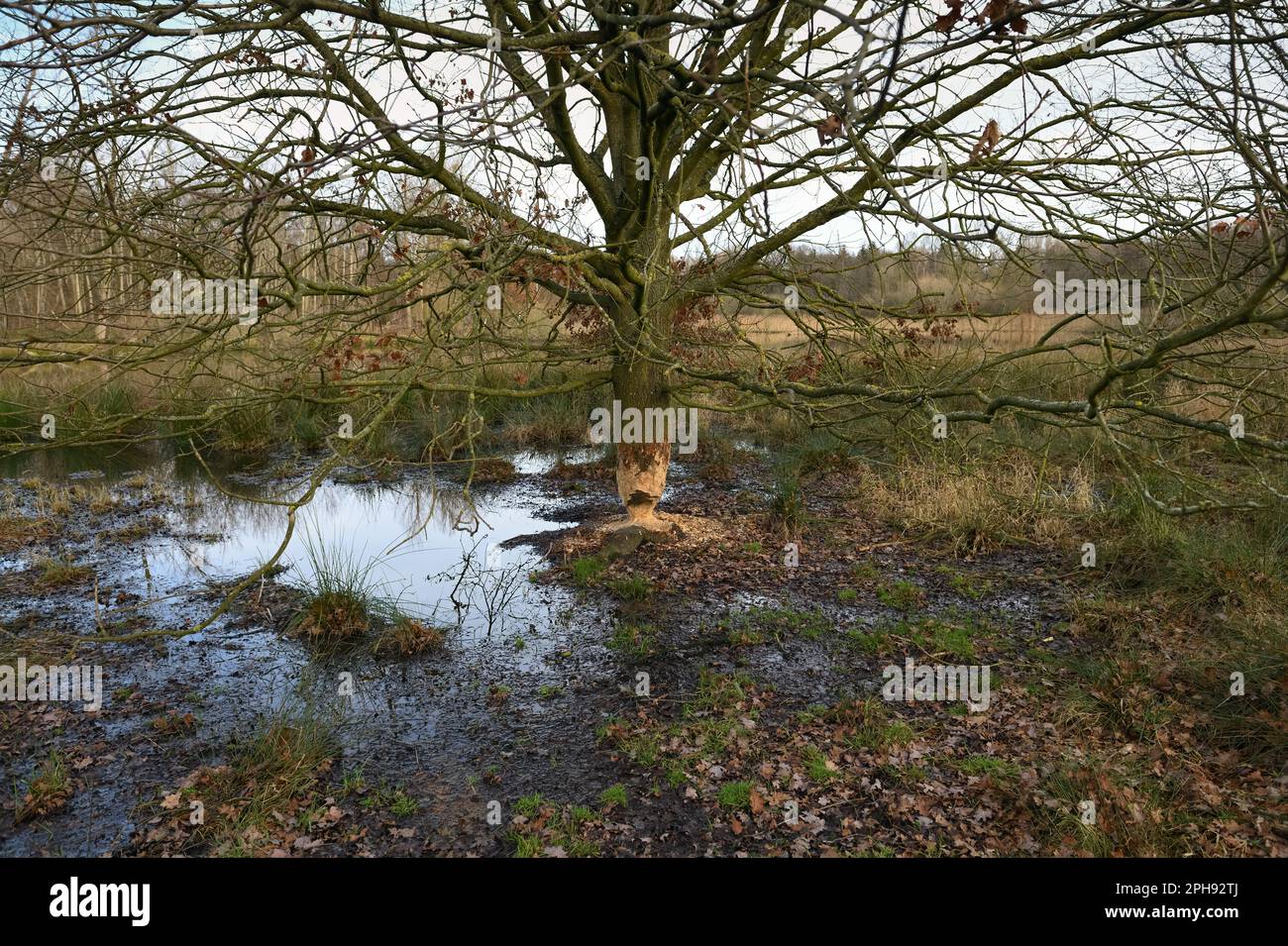 Grub marks... Beaver ( Castor fiber ), tree gnawed by beaver ( massive ...