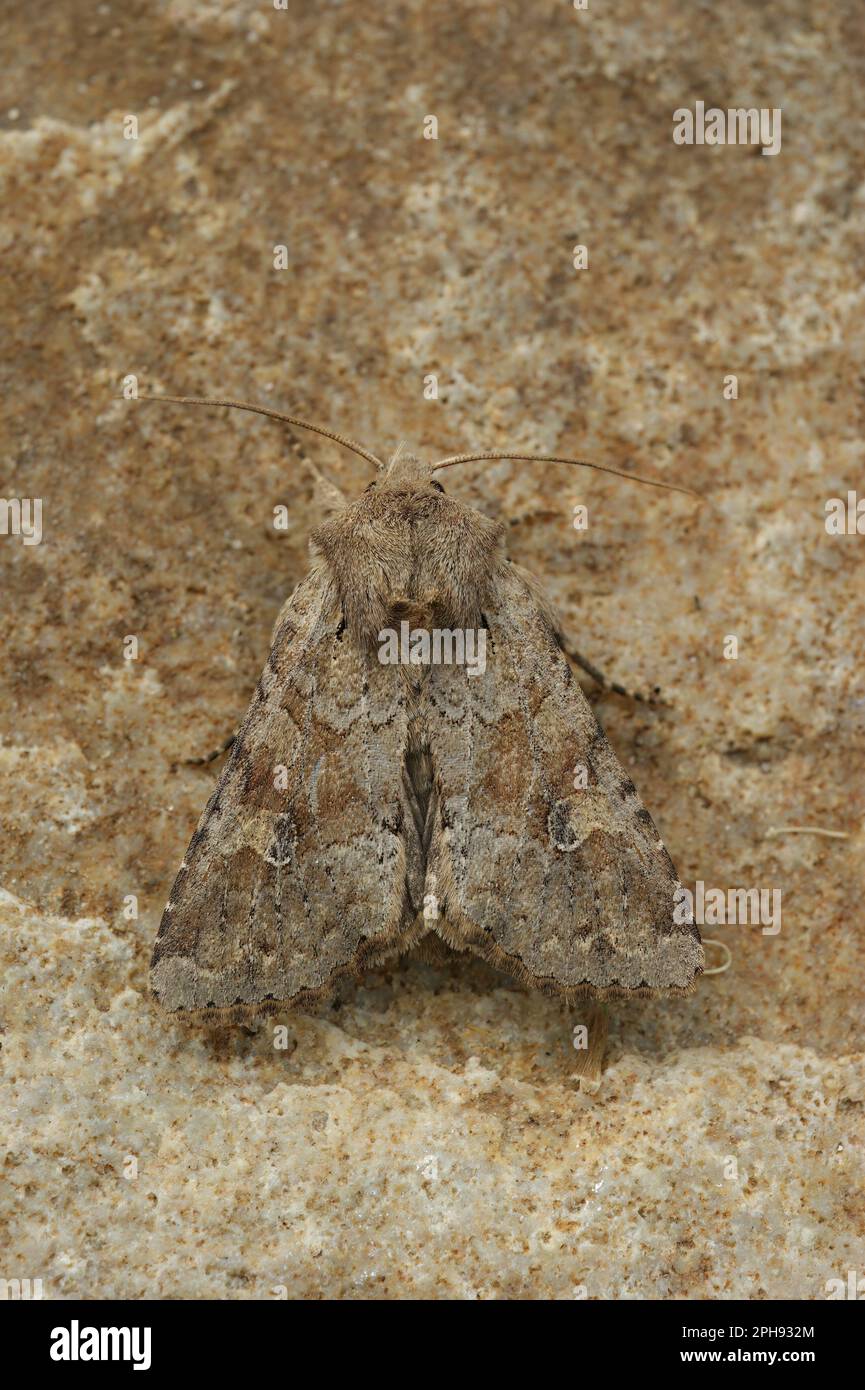 Rustic shoulder knot moth hi-res stock photography and images - Alamy
