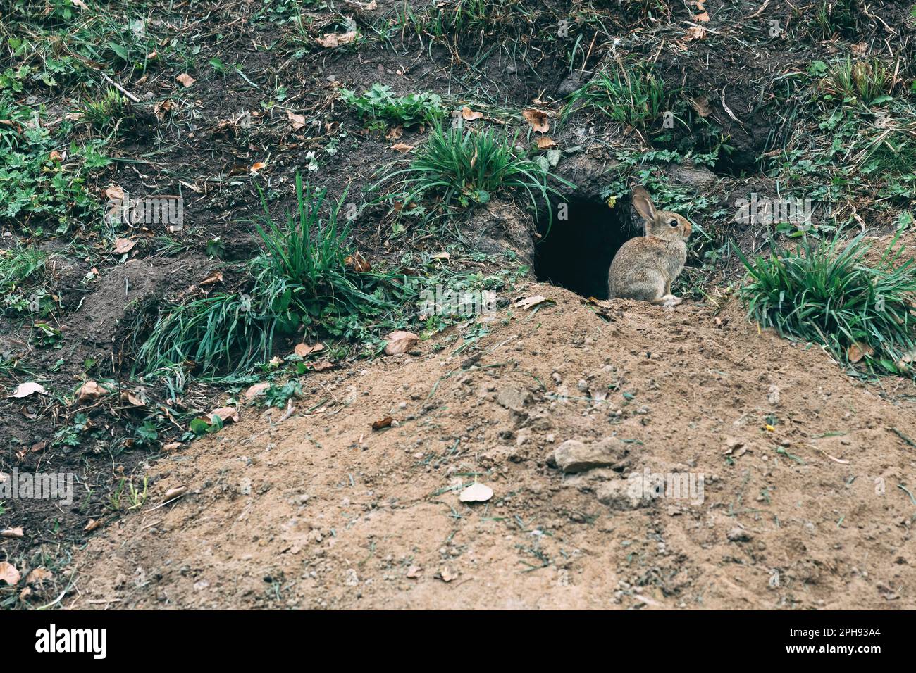 Wild coney rabbit by the hole in natural surrounding, wildlife animal ...
