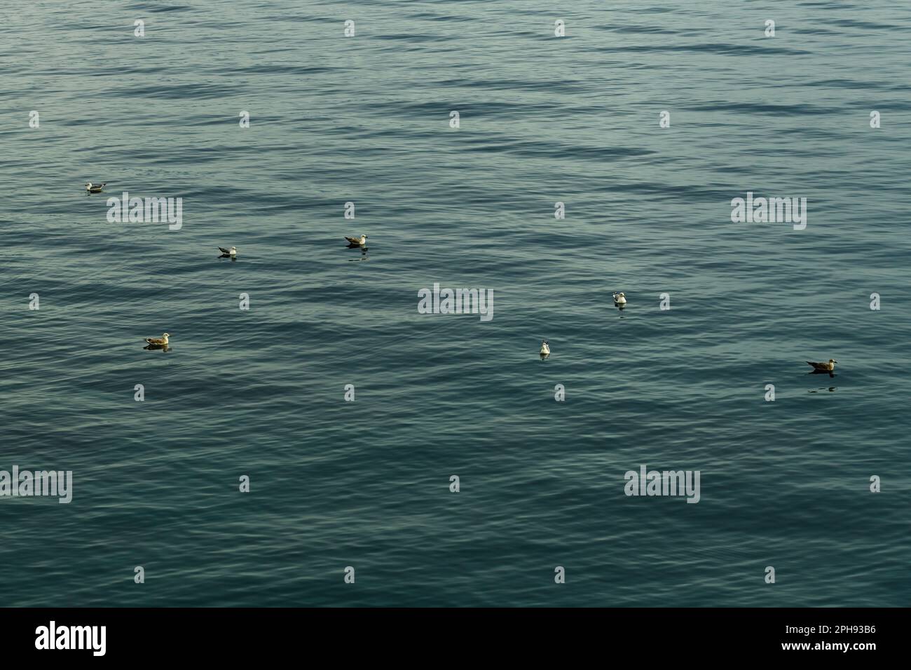 Seven seagulls floating at the surface of Adriatic sea water on ...
