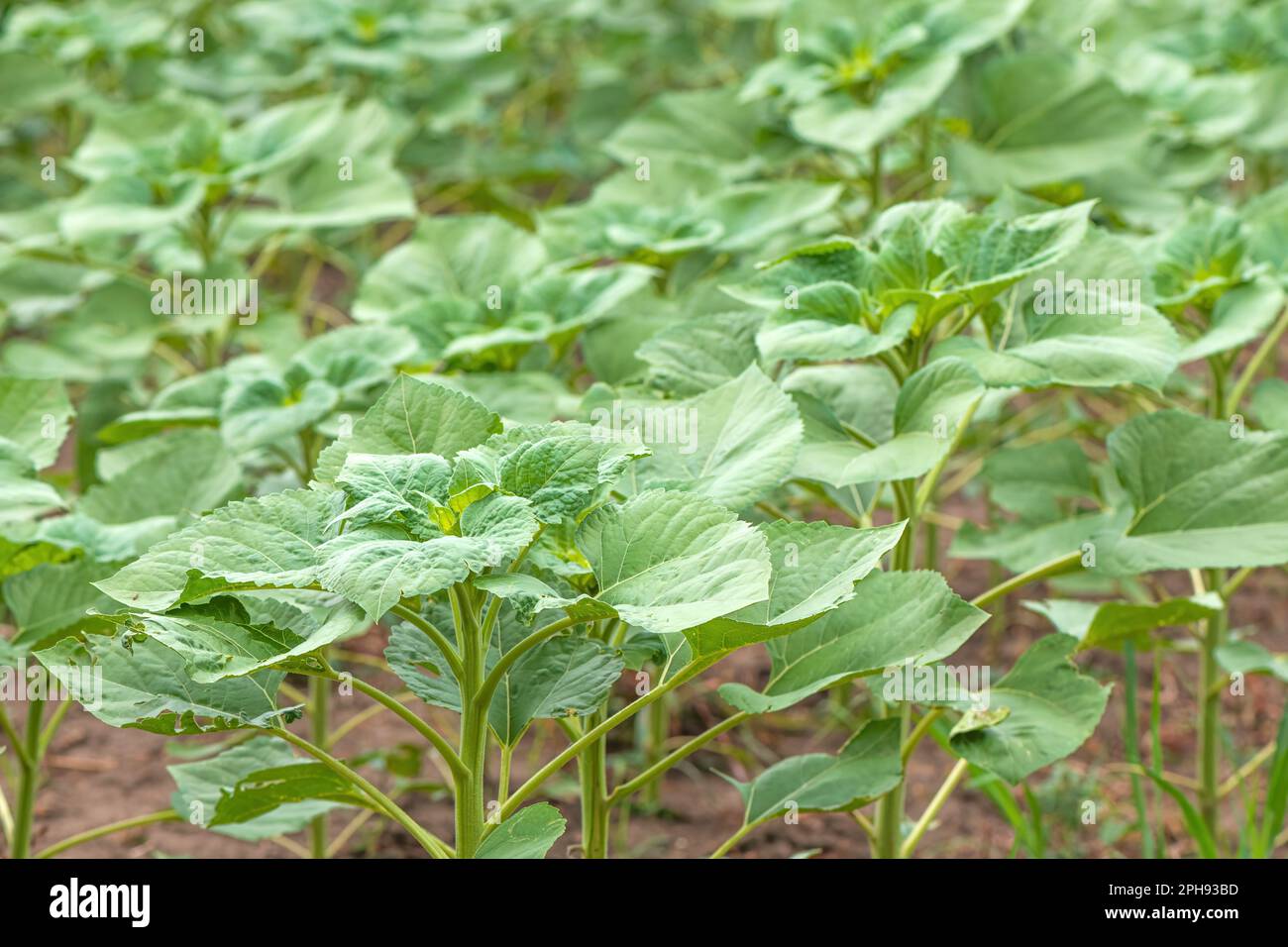 Small sunflower field hi-res stock photography and images - Alamy